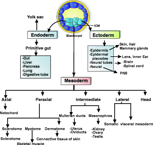 Specific Gene Signatures and Pathways in Mesodermal Cells and Their ...