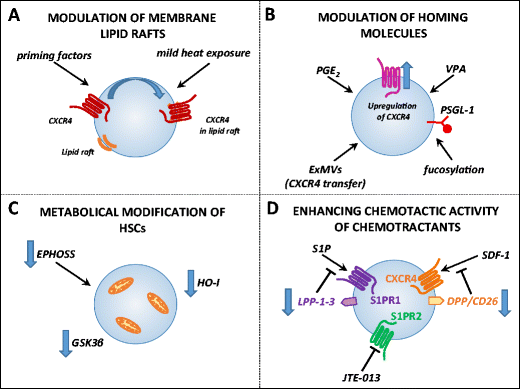Emerging Strategies to Enhance Homing and Engraftment of Hematopoietic ...