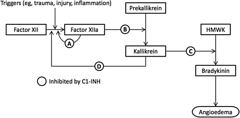 Update on the Use of C1-Esterase Inhibitor Replacement Therapy in the ...