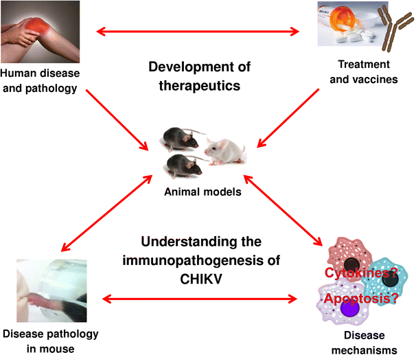 Mouse models for Chikungunya virus: deciphering immune mechanisms ...