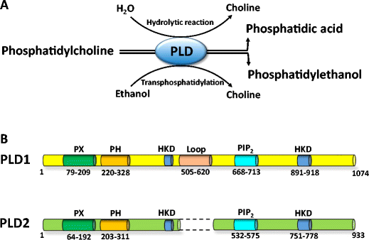 Phospholipase D1 Signaling: Essential Roles in Neural Stem Cell ...
