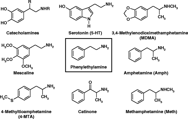 Molecular and Cellular Mechanisms of Ecstasy-Induced Neurotoxicity: An ...