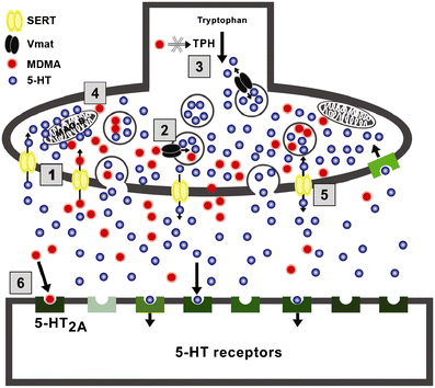 Molecular and Cellular Mechanisms of Ecstasy-Induced Neurotoxicity: An ...