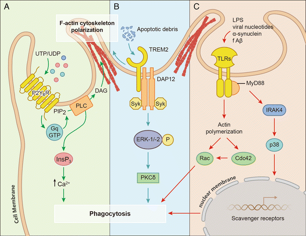 Phagocytosis of Microglia in the Central Nervous System Diseases ...