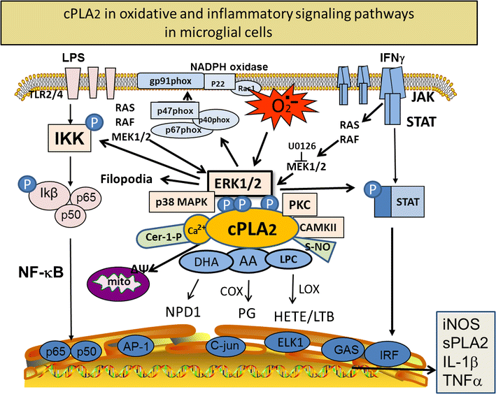 Role of Cytosolic Phospholipase A2 in Oxidative and Inflammatory ...