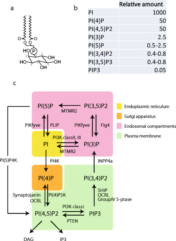 The Role of Phosphoinositides in Synapse Function | SpringerLink
