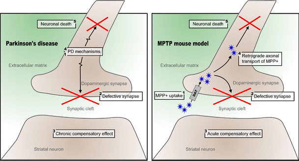 Validity of the MPTP-Treated Mouse as a Model for Parkinson’s Disease ...