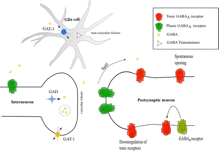 Tonic GABAA Receptors as Potential Target for the Treatment of Temporal ...