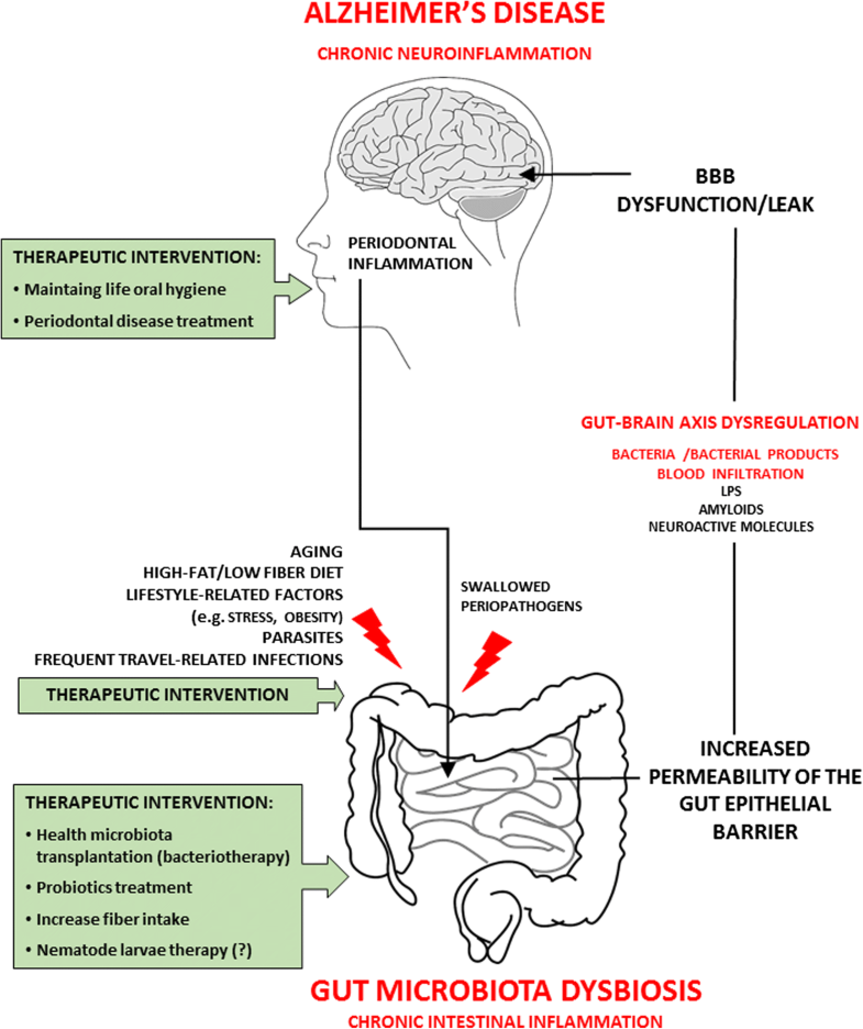 The Gut Microbiome Alterations and Inflammation-Driven Pathogenesis of ...