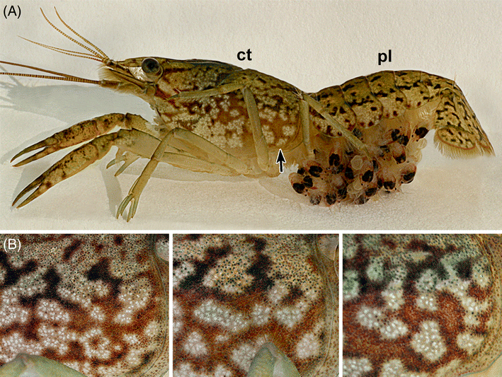 Marmorkrebs: Natural crayfish clone as emerging model for various ...