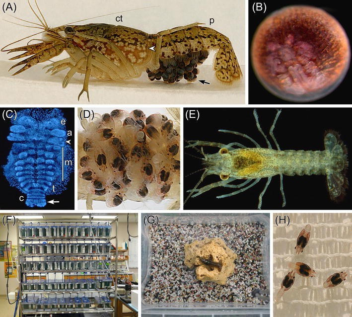 Investigating the genetic and epigenetic basis of big biological ...
