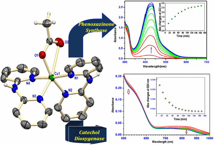 Catalytic aspects of a copper(II) complex: biological oxidase to ...