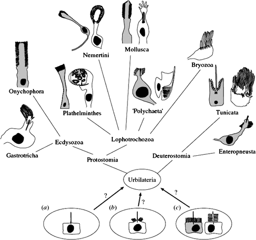 The Evolution of Complex Organs | SpringerLink