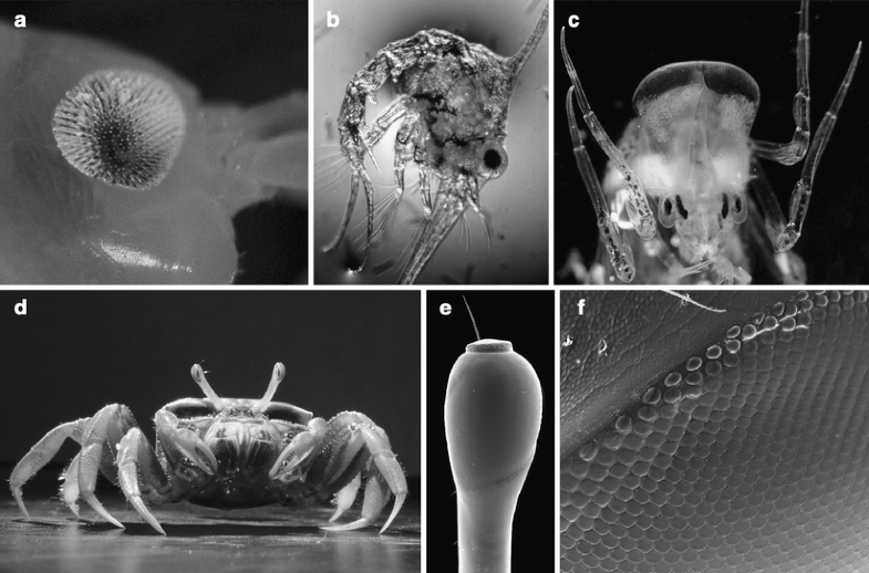 Exceptional Variation on a Common Theme: The Evolution of Crustacean ...