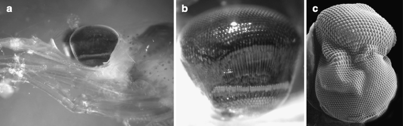 Exceptional Variation on a Common Theme: The Evolution of Crustacean ...