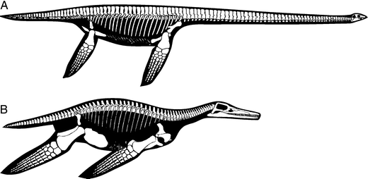 The Evolution of Marine Reptiles | SpringerLink
