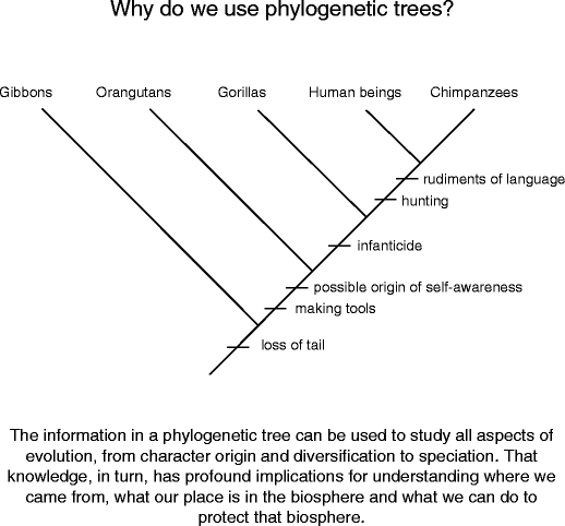 How to Read a Phylogenetic Tree | SpringerLink
