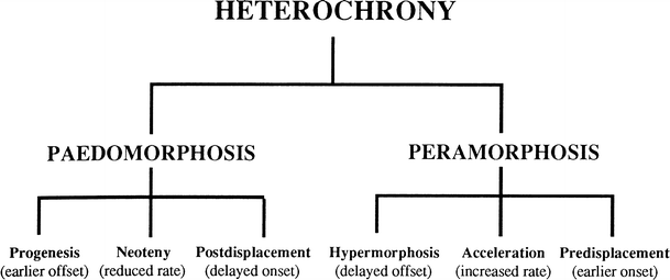 Heterochrony: the Evolution of Development | SpringerLink