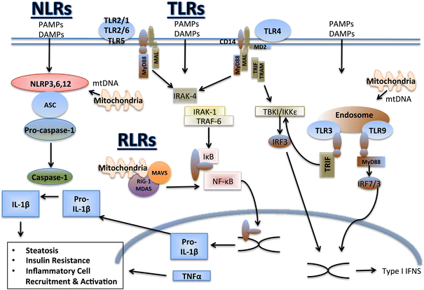Immune and inflammatory pathways in NASH | SpringerLink