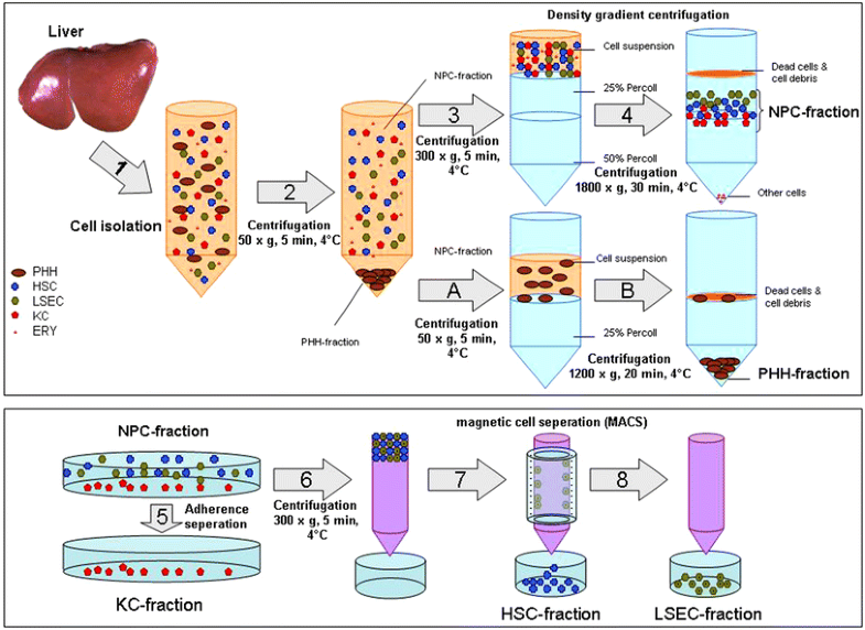 Human parenchymal and non-parenchymal liver cell isolation, culture and characterization ...