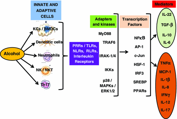 Immunity and inflammatory signaling in alcoholic liver disease ...