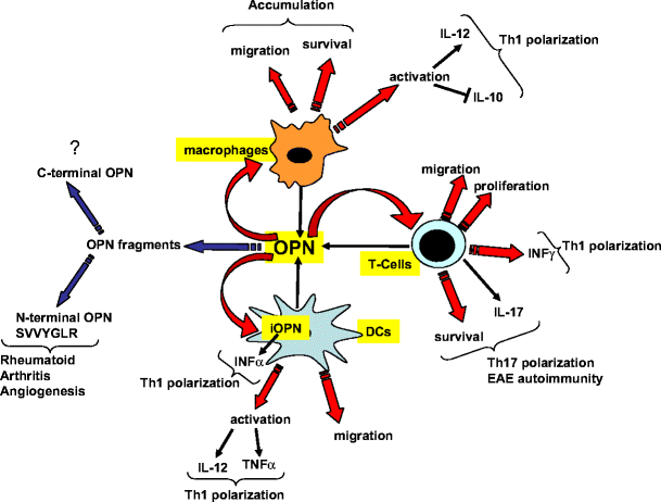 The role of osteopontin in inflammatory processes | SpringerLink