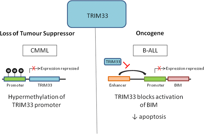 TRIM proteins in blood cancers | SpringerLink