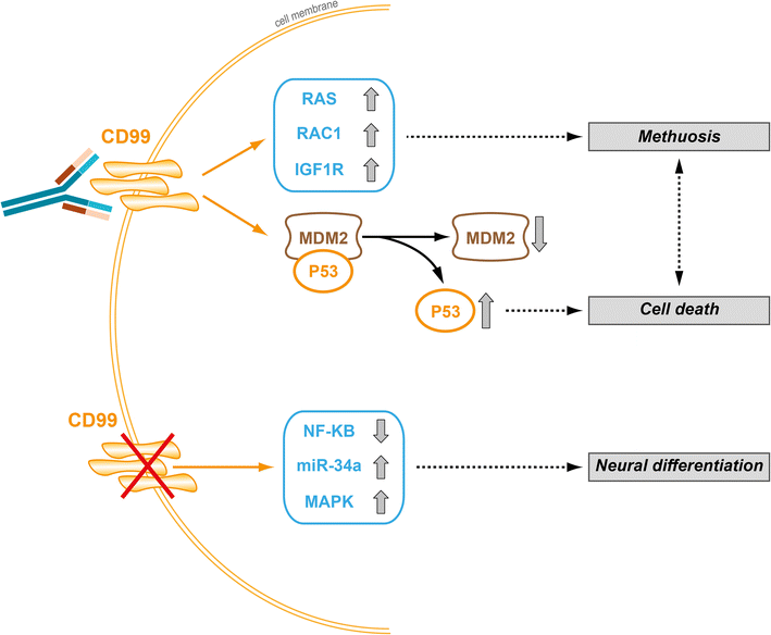 CD99 at the crossroads of physiology and pathology | SpringerLink