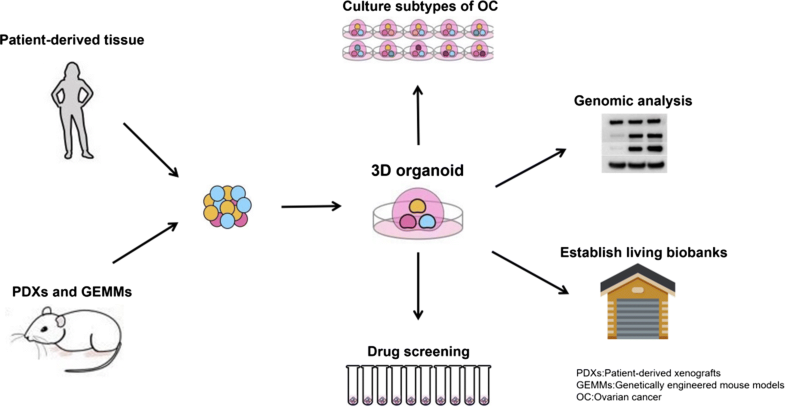 Organoid of ovarian cancer: genomic analysis and drug screening ...