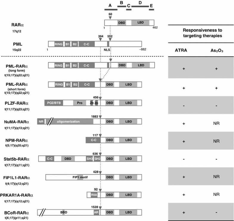 Mechanisms of action and resistance to all- trans retinoic acid (ATRA ...