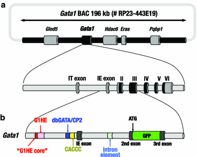 A regulatory network governing Gata1 and Gata2 gene transcription ...