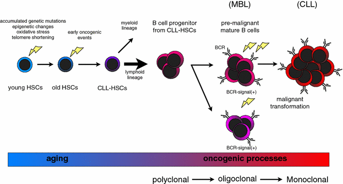 Hematopoietic stem cell aging and chronic lymphocytic leukemia ...