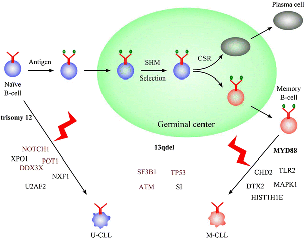 Molecular pathogenesis of CLL and its evolution | SpringerLink