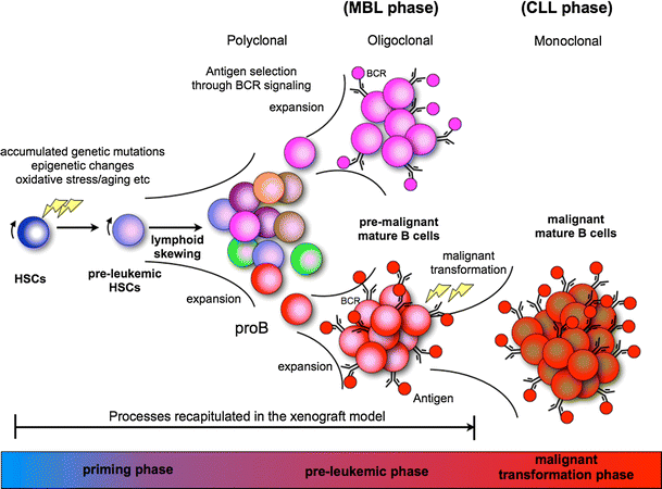 Pre-malignant lymphoid cells arise from hematopoietic stem/progenitor ...