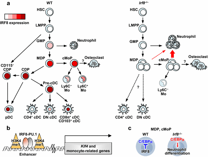 Regulation of myelopoiesis by the transcription factor IRF8 | SpringerLink