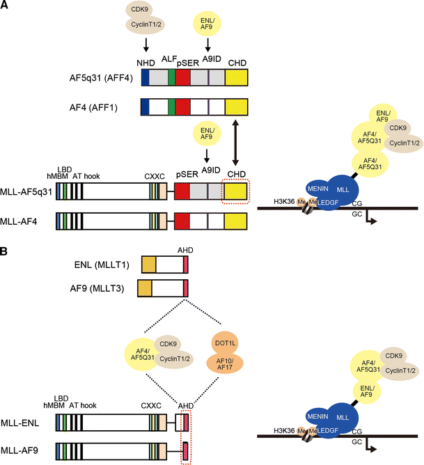 Molecular mechanisms of MLL-associated leukemia | SpringerLink