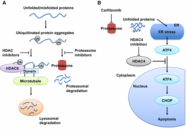 Histone deacetylase inhibitors in multiple myeloma: from bench to ...
