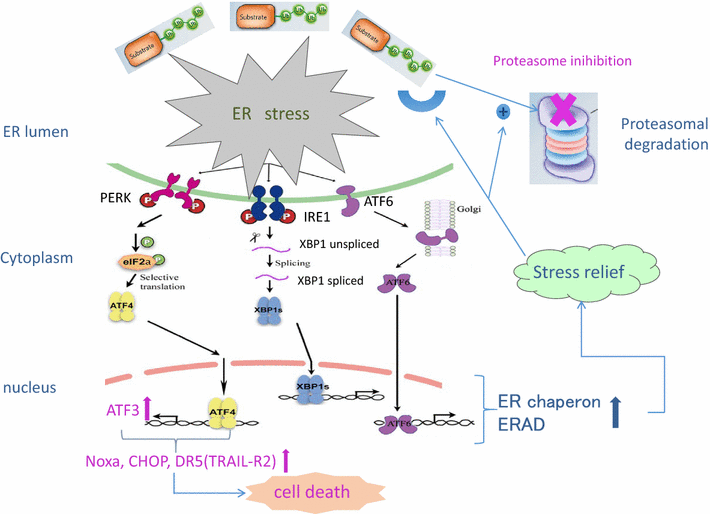 Endoplasmic-reticulum stress pathway-associated mechanisms of action of ...