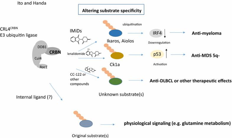 Cereblon and its downstream substrates as molecular targets of ...