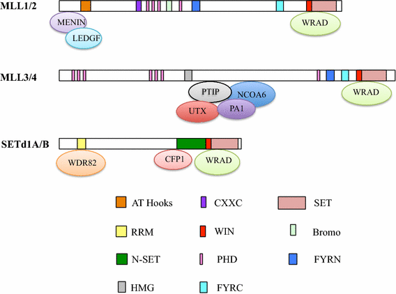 SET/MLL family proteins in hematopoiesis and leukemia | SpringerLink