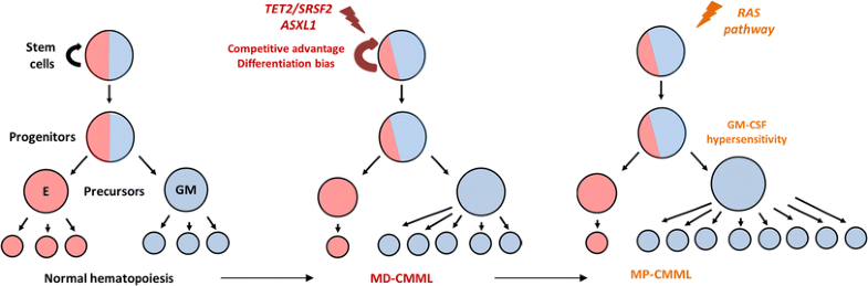 CMML: Clinical and molecular aspects | SpringerLink