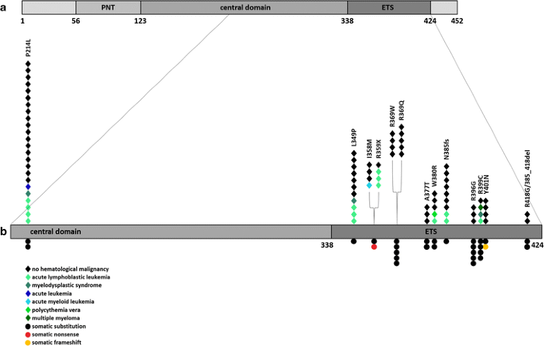 Germline ETV6 mutations and predisposition to hematological ...