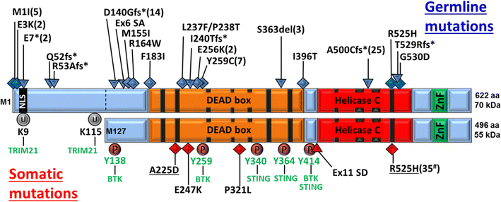 Myeloid neoplasms with germline DDX41 mutation | SpringerLink