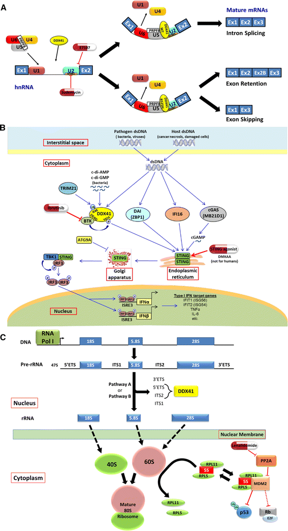 Myeloid neoplasms with germline DDX41 mutation | SpringerLink