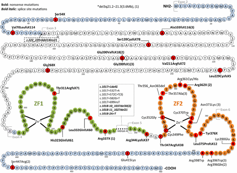 Heterogeneity of GATA2-related myeloid neoplasms | SpringerLink
