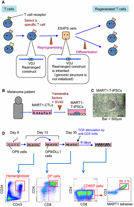 Cloning and expansion of antigen-specific T cells using iPS cell technology: development of “off ...