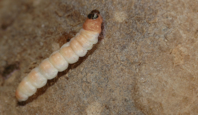 The Potato Tuberworm: A Literature Review of Its Biology, Ecology, and ...