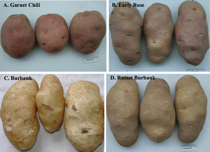 History and Origin of Russet Burbank (Netted Gem) a Sport of Burbank ...