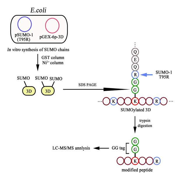 An improved method for identifying SUMOylation sites of viral proteins ...