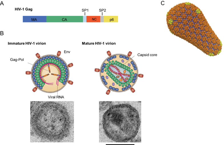 Multiple Roles of HIV-1 Capsid during the Virus Replication Cycle ...